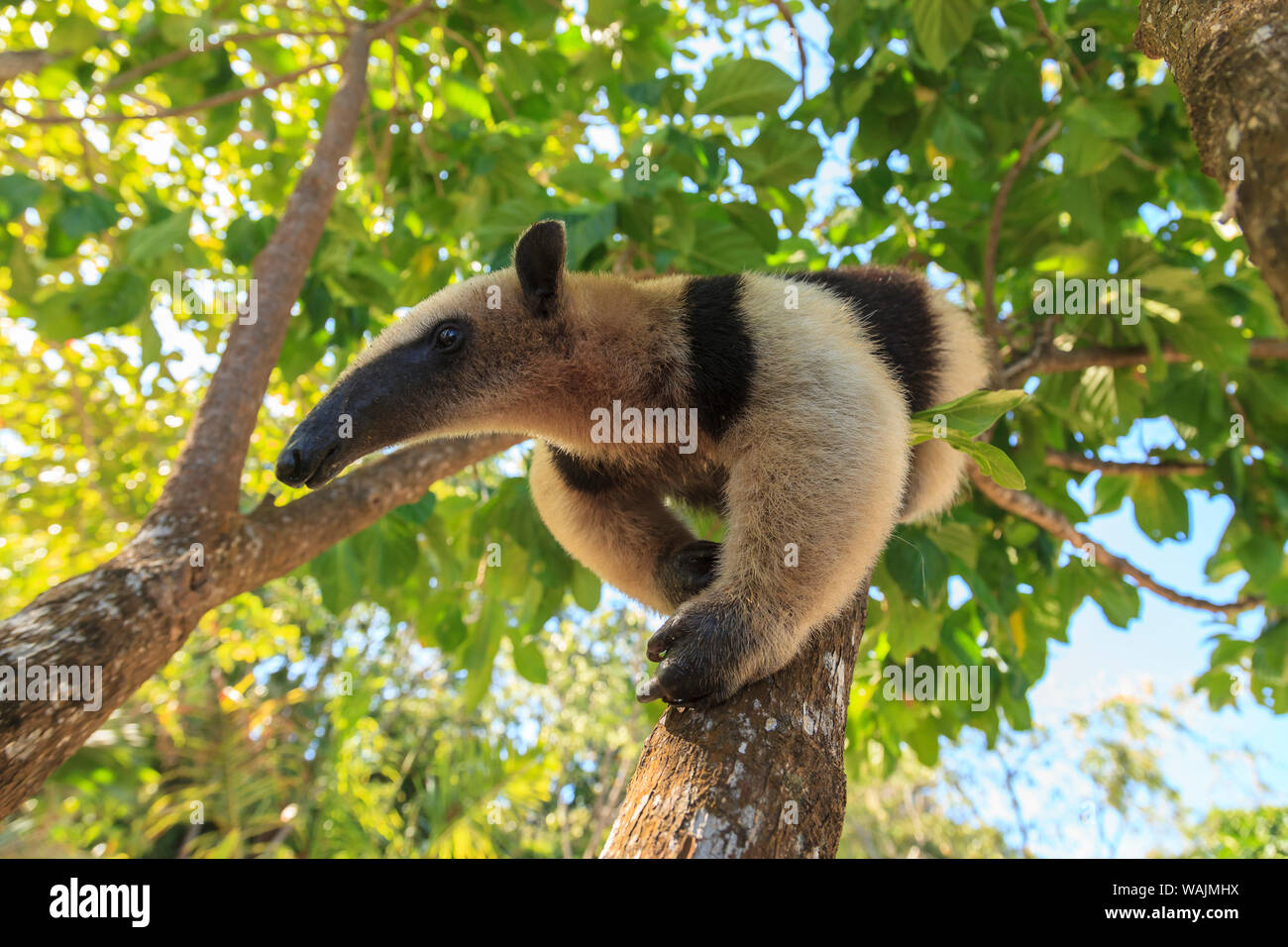 Anteater (Myrmecophaga tridactyla) at rehab center and forest preserve ...