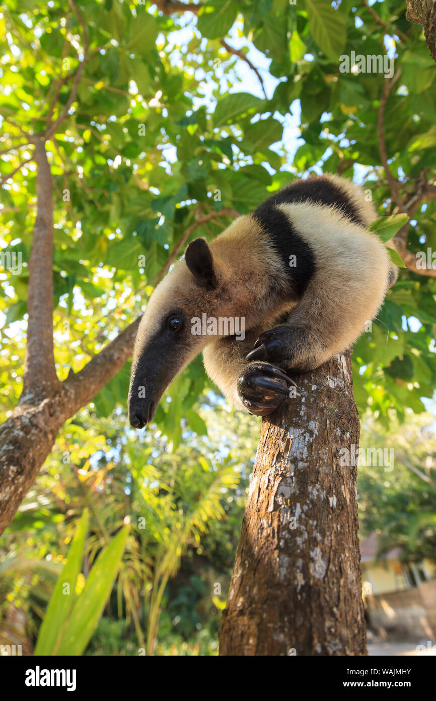 Anteater (Myrmecophaga tridactyla) at rehab center and forest preserve ...
