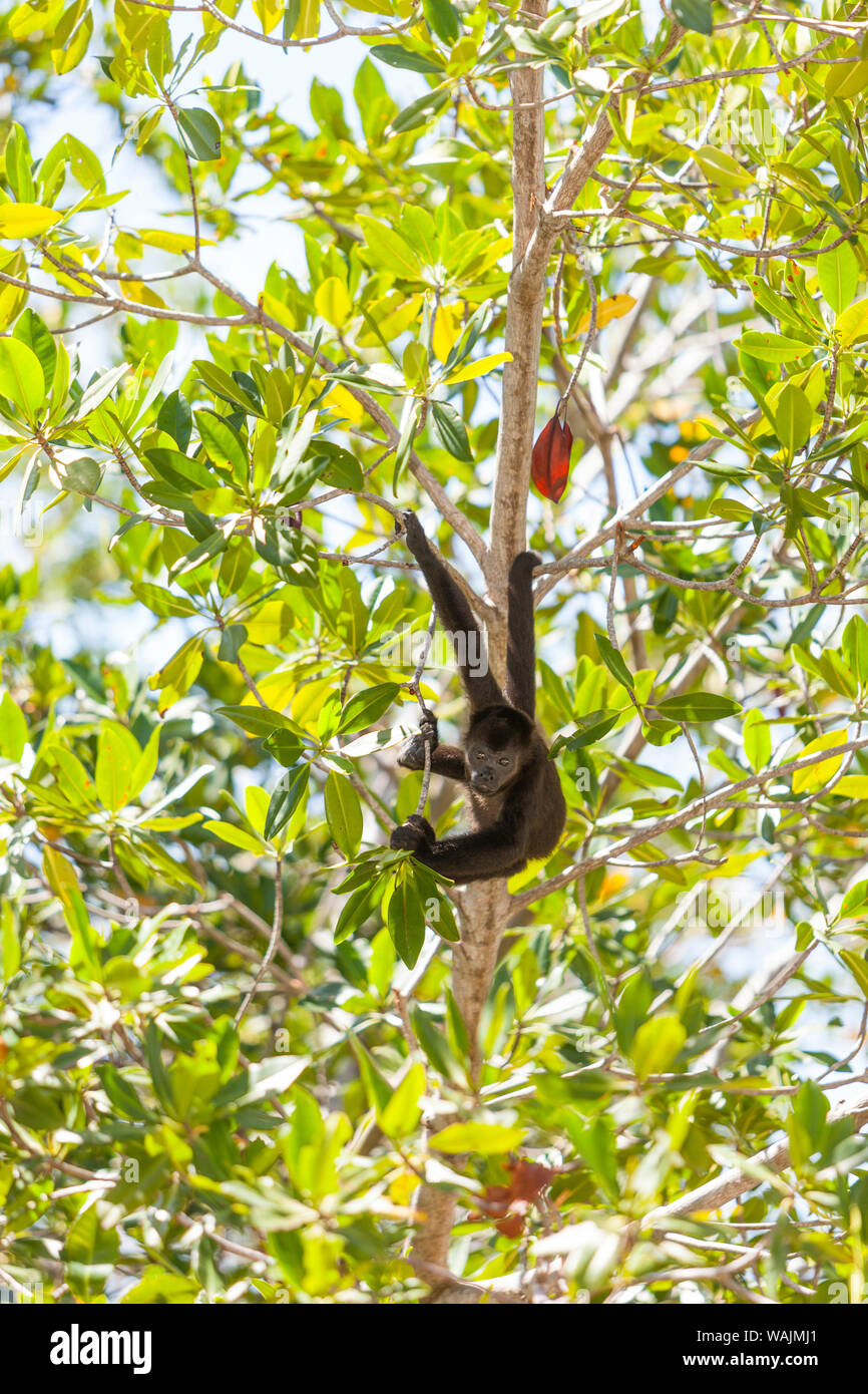 Central American Howler Monkey (Alouatta palliata), rehab center and ...