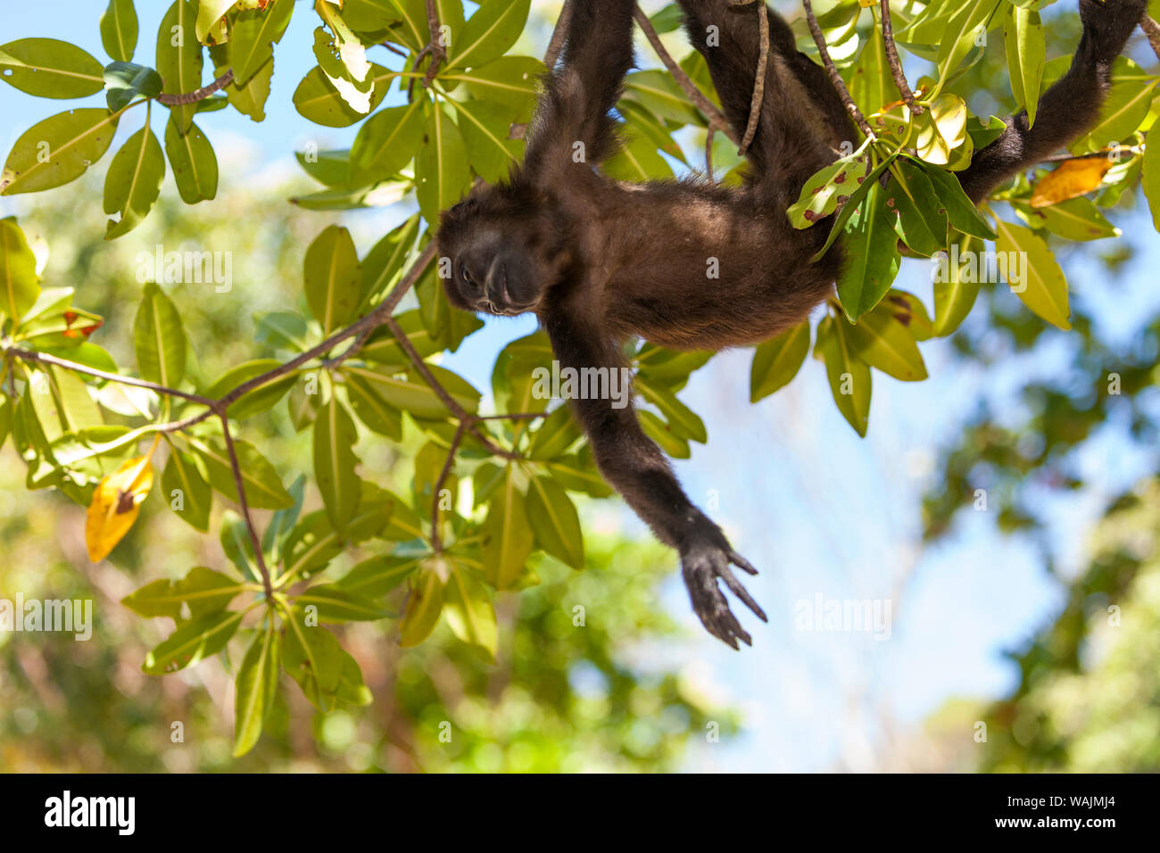 Central American Howler Monkey (Alouatta palliata), rehab center and ...