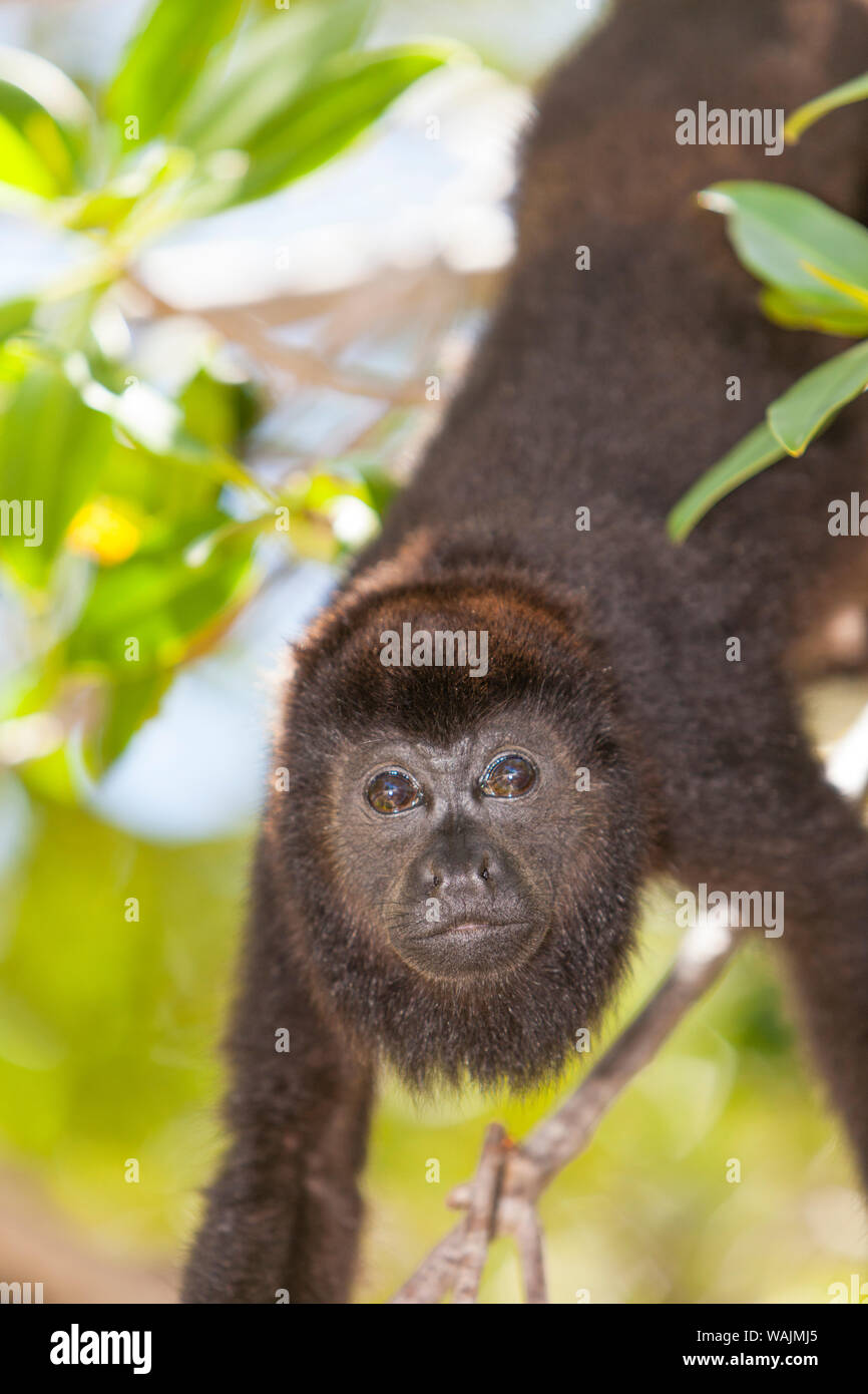 Mangrove honduras hi-res stock photography and images - Alamy