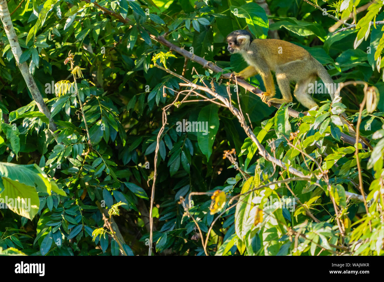 Pacaya Samiria Reserve, Peru. Common squirrel monkey climbing in a tree ...