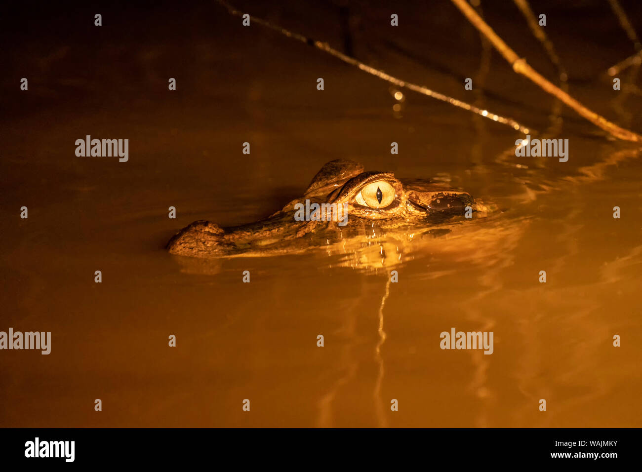 Amazon rainforest caiman hi-res stock photography and images - Alamy