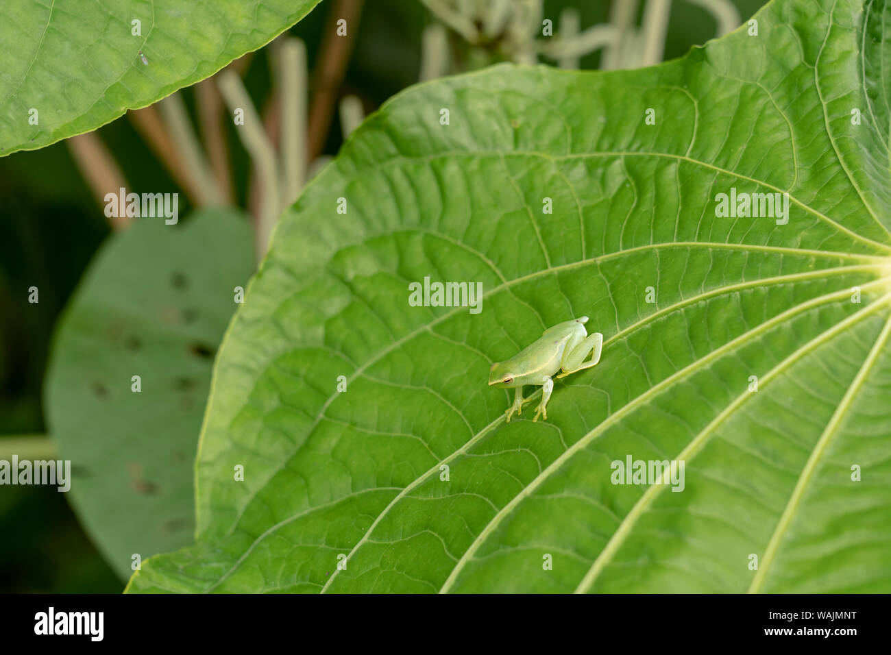 Puerto Miguel, Peru. Orinoco lime tree frog (Sphaenorhynchus lacteus ...