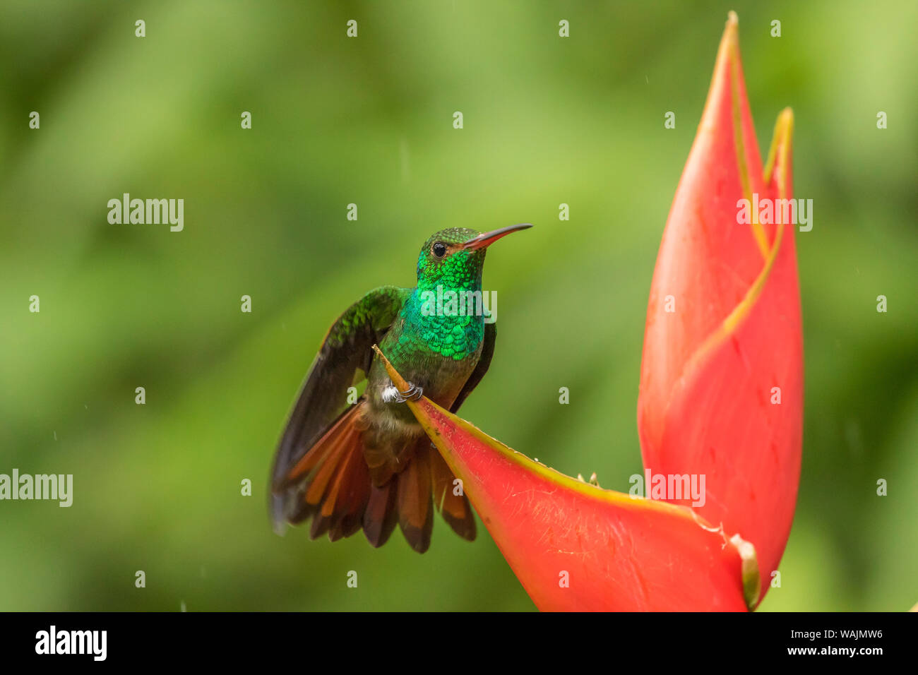 Heliconia hummingbird hi-res stock photography and images - Alamy