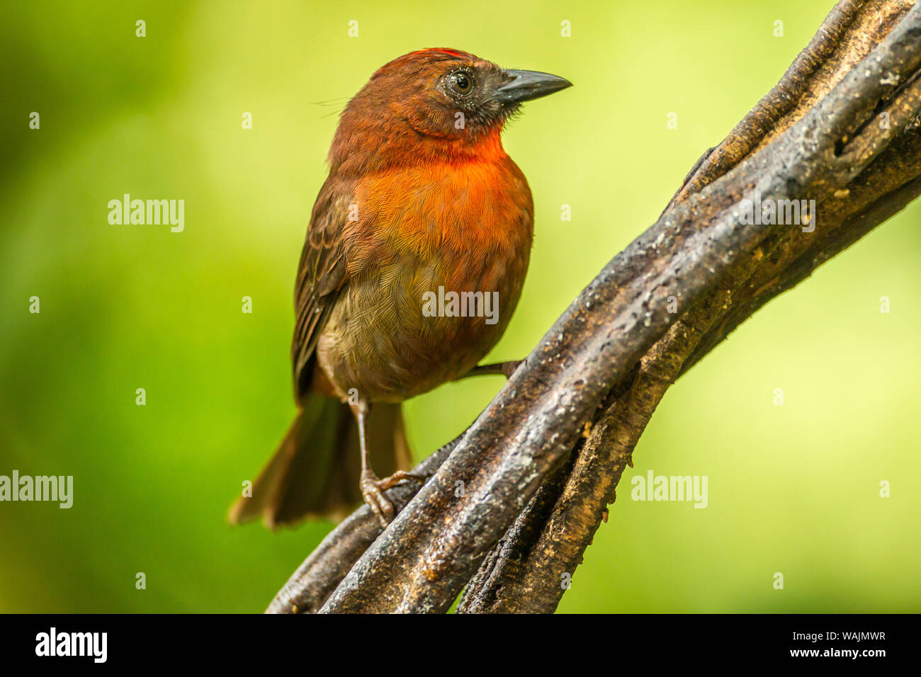 Tanager gallery hi-res stock photography and images - Alamy