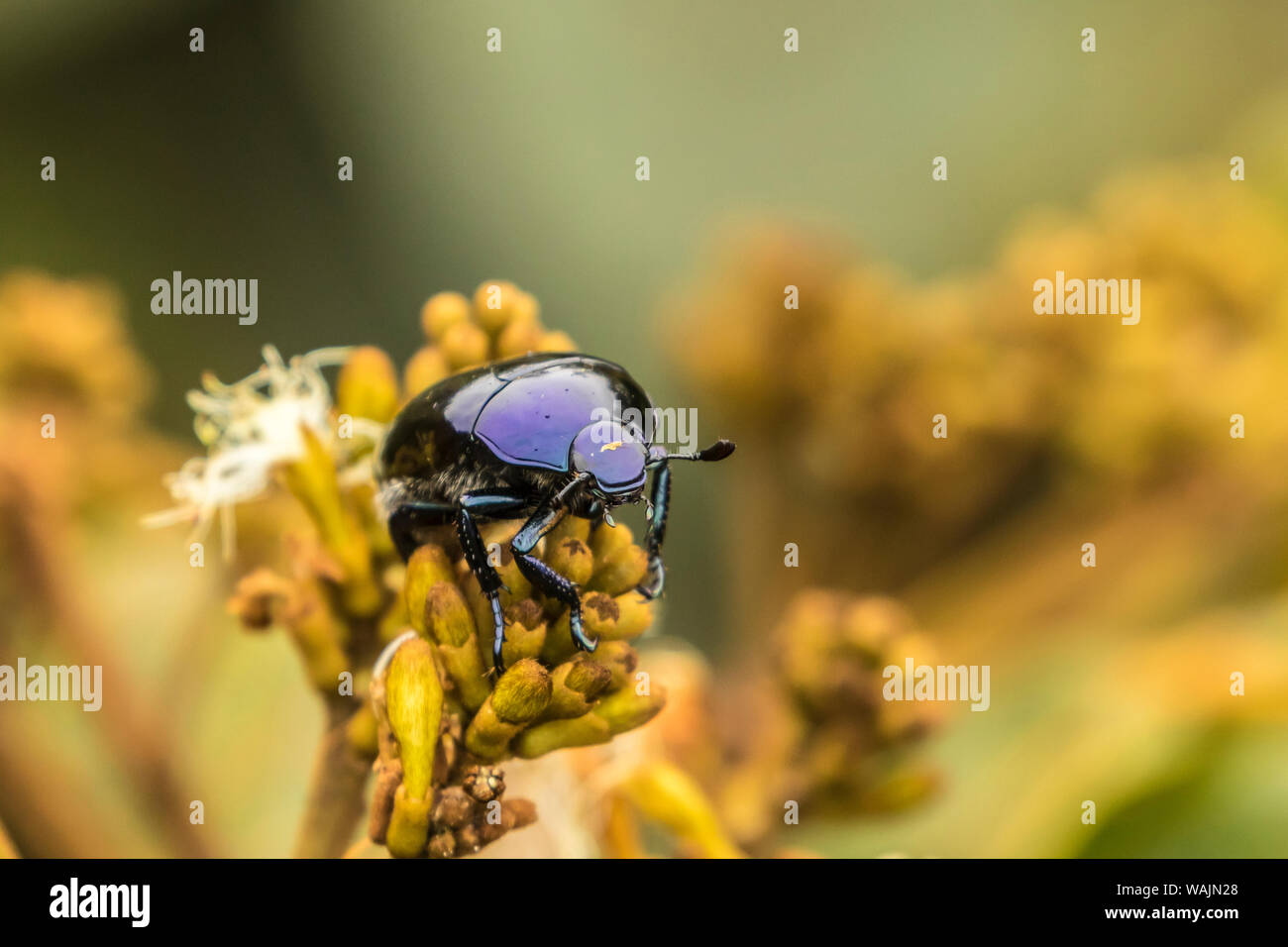 Scarab beetle costa rica hi-res stock photography and images - Alamy