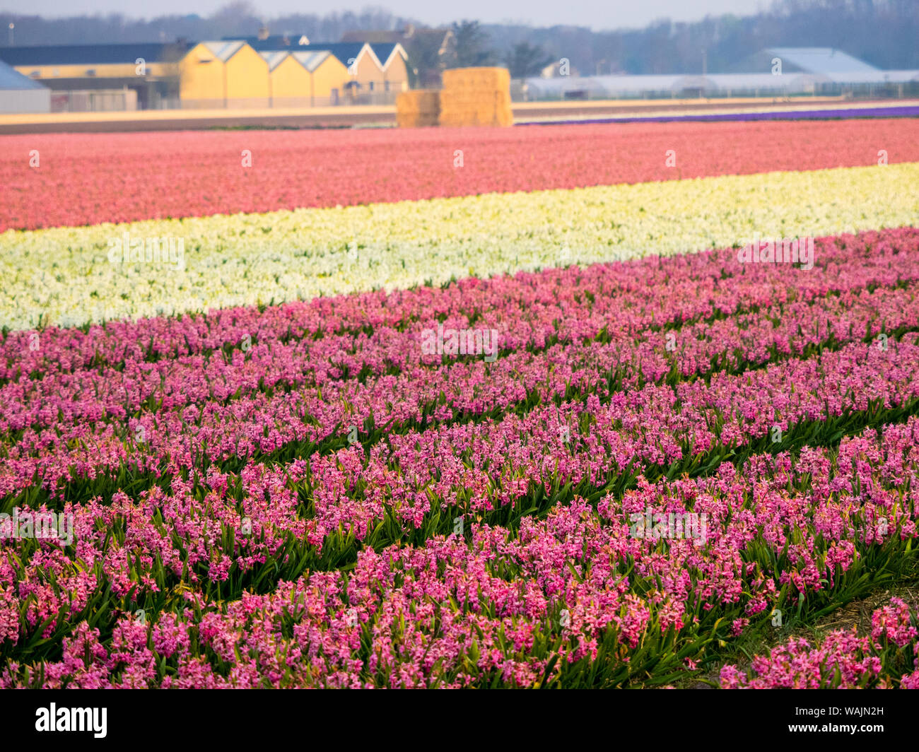 Spring flower fields hi-res stock photography and images - Alamy