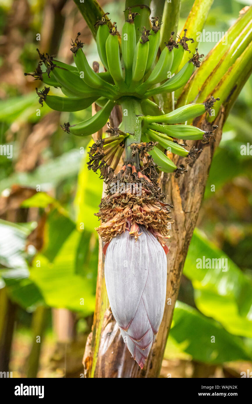 Banana stalk hi-res stock photography and images - Alamy