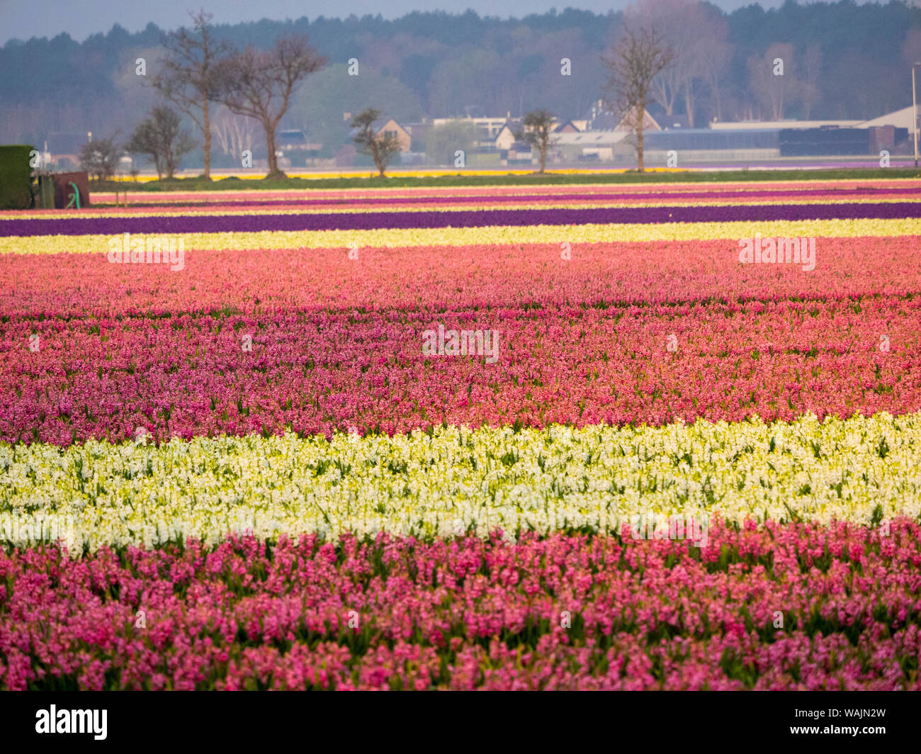 Spring flower fields hi-res stock photography and images - Alamy