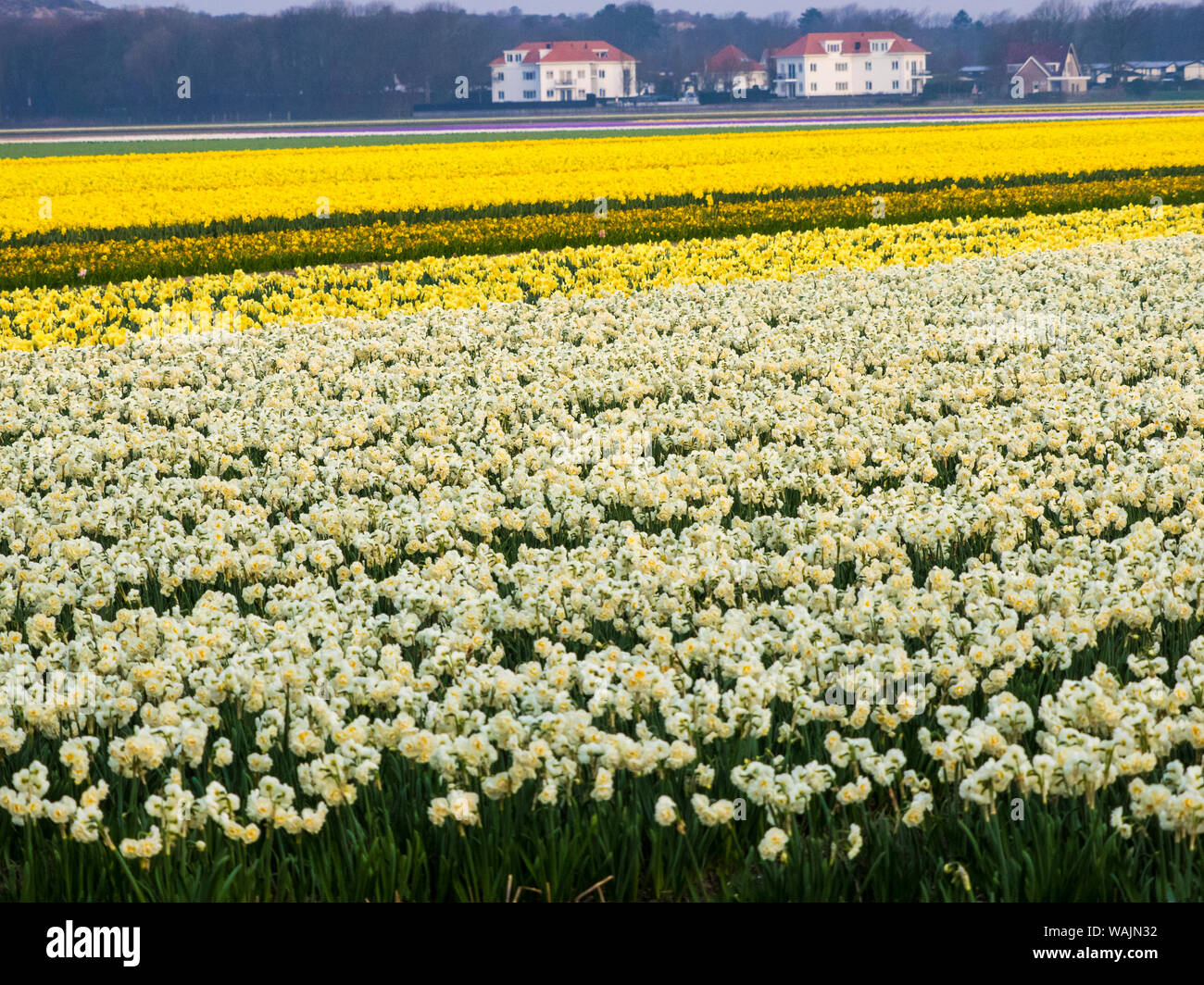Spring flower fields hi-res stock photography and images - Alamy