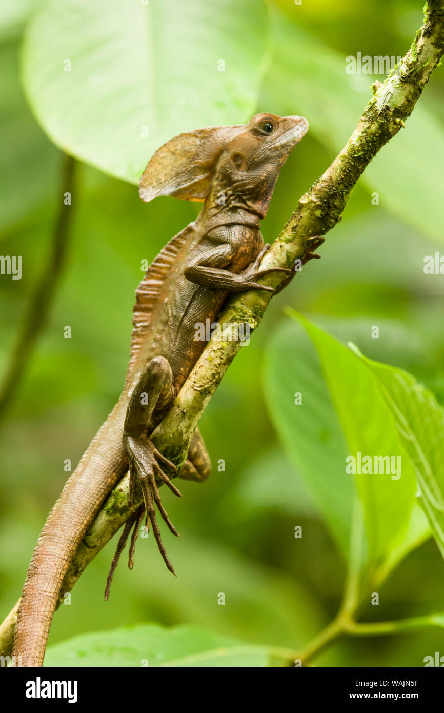 Tortuguero, Costa Rica. Brown, Striped or common basilisk (Basiliscus ...