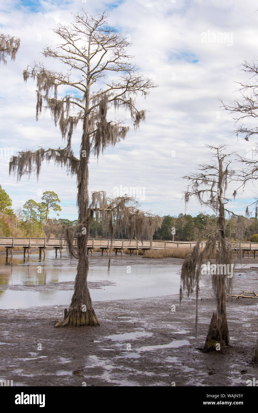 USA, Alabama, Mobile. Bellingrath Gardens Bayou Boardwalk wetland low ...