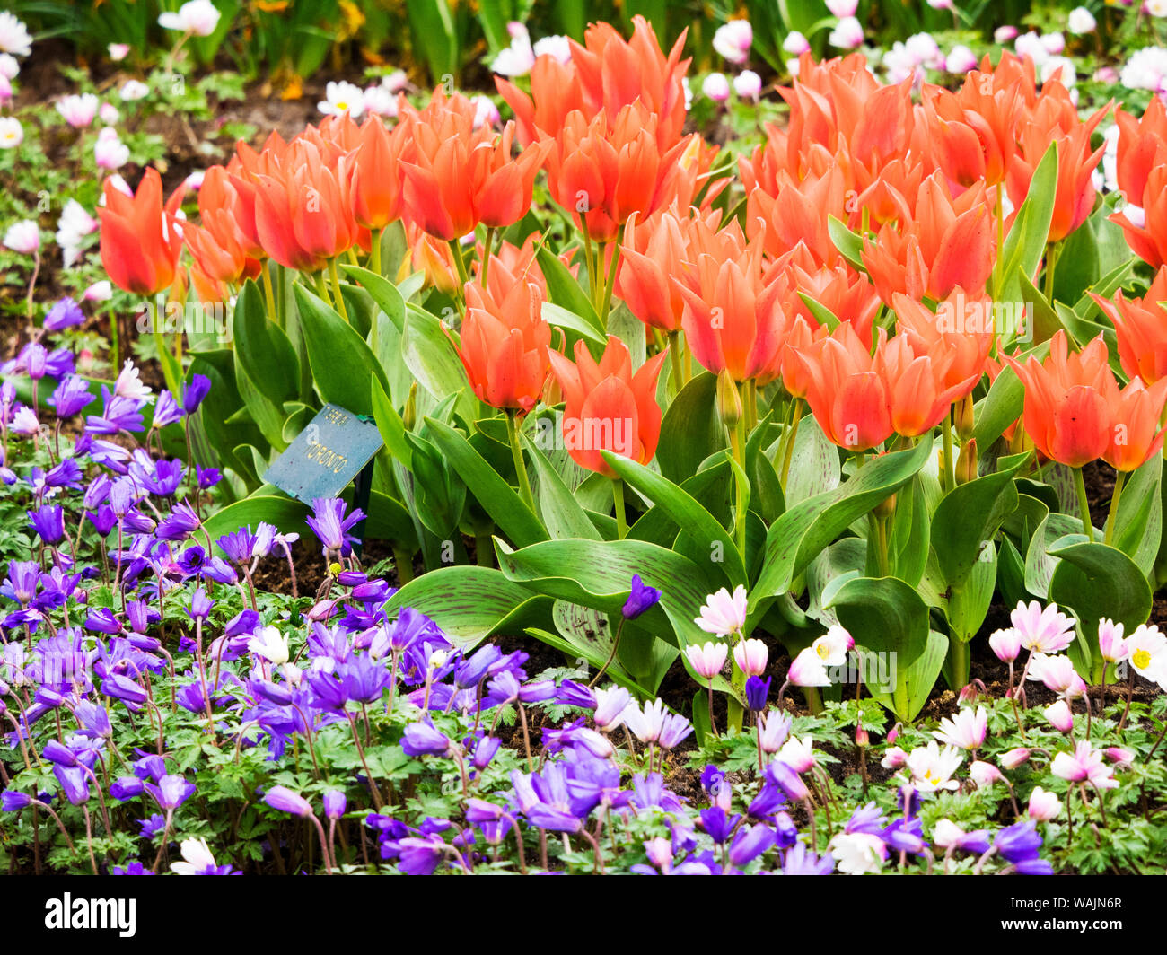 Netherlands, Lisse. Multicolored flowers in spring Stock Photo - Alamy