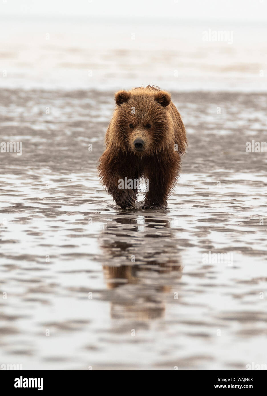 Alaska, USA. Grizzly bear walking through mud Stock Photo - Alamy