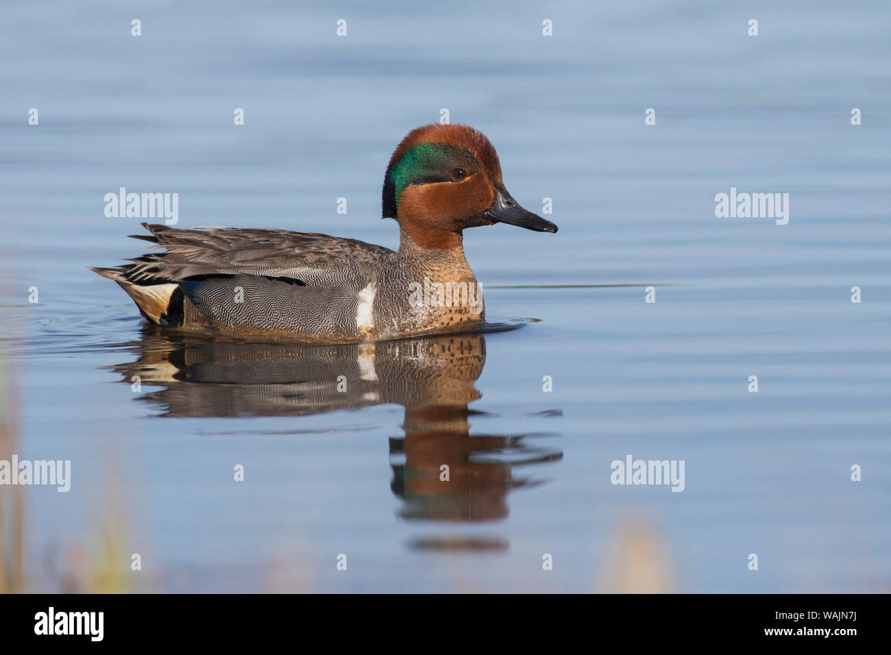 Green-winged teal drake Stock Photo - Alamy