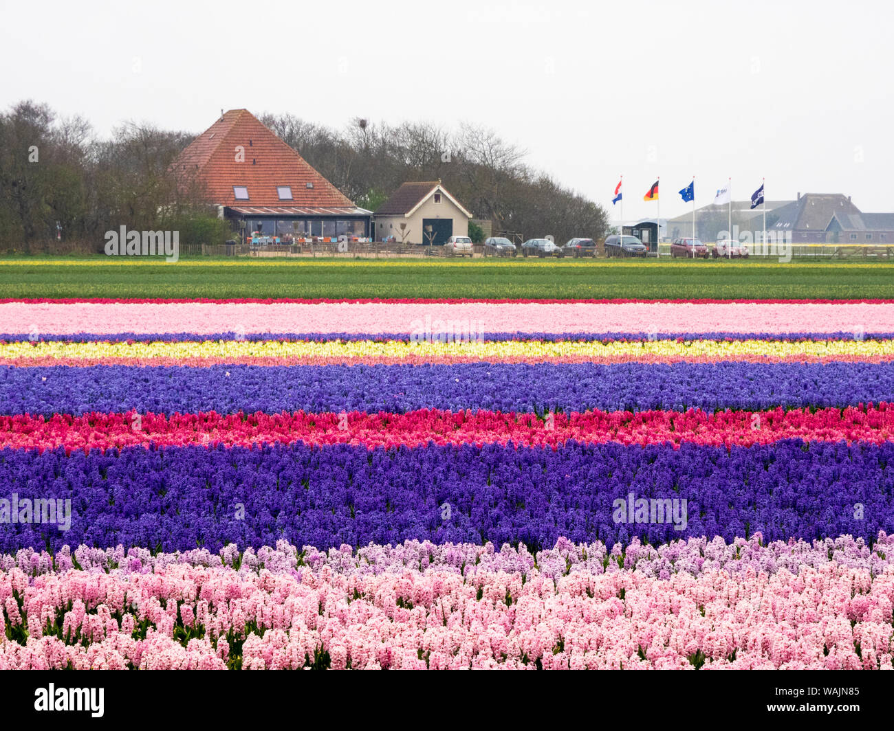 Netherlands. Spring flower fields Stock Photo - Alamy