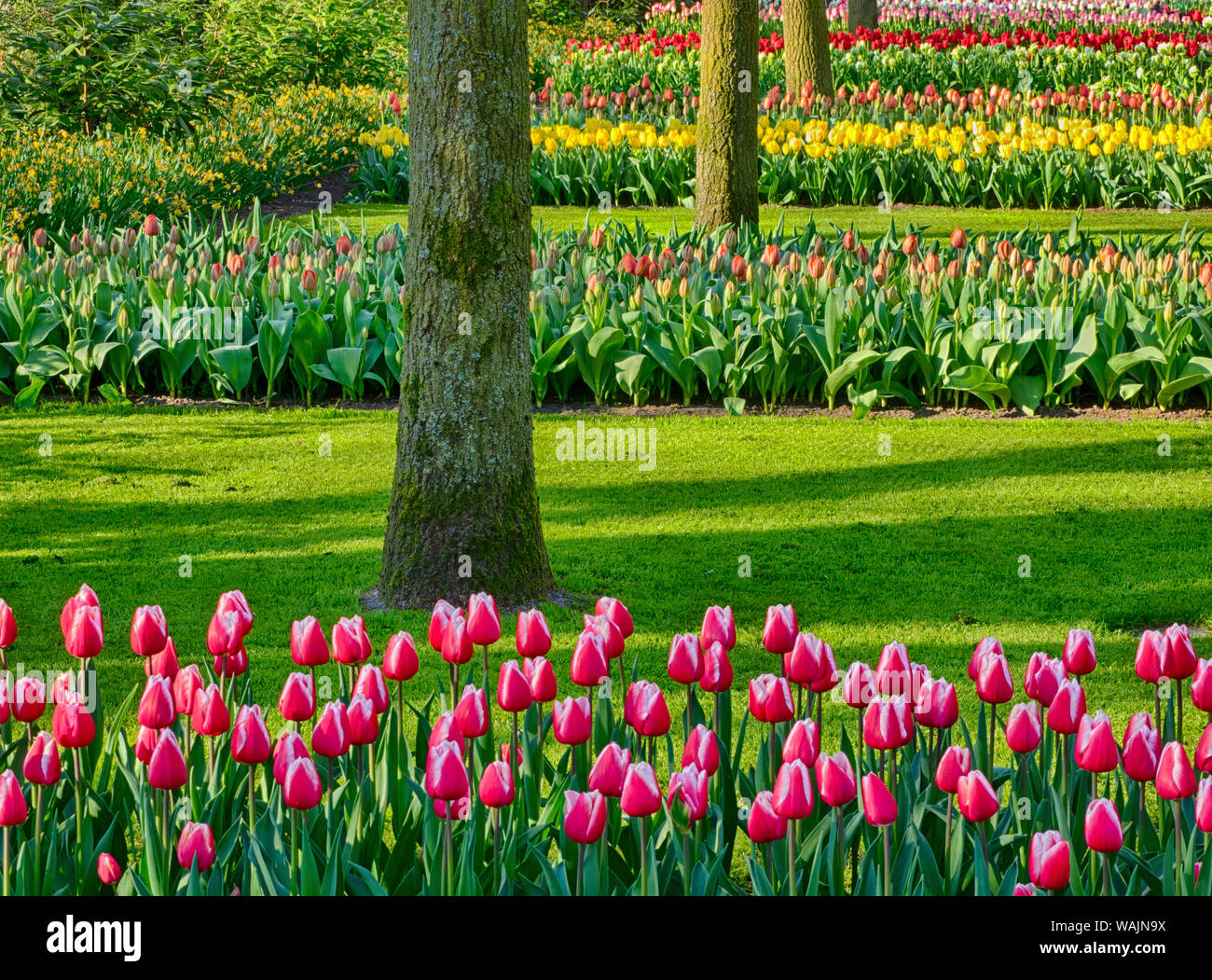 Netherlands. Spring, flowering colorful assorted flowers Stock Photo ...
