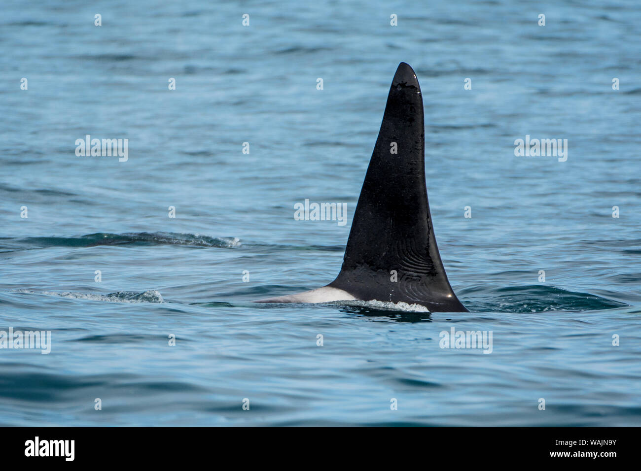 Killer whale or orca pod (Orcinus orca), Resurrection Bay, Kenai Fjords ...
