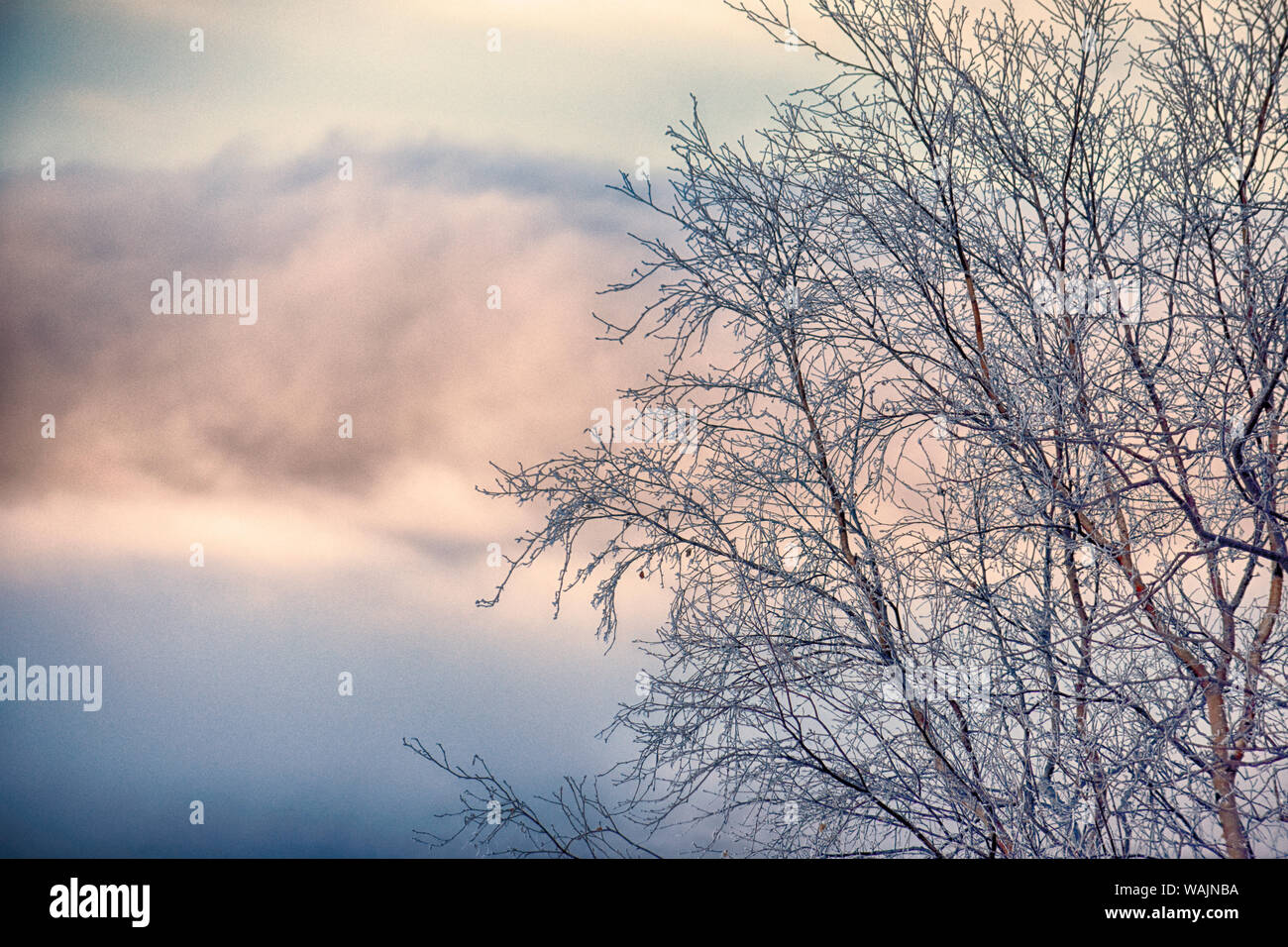 Frosted alder tree in winter Stock Photo - Alamy