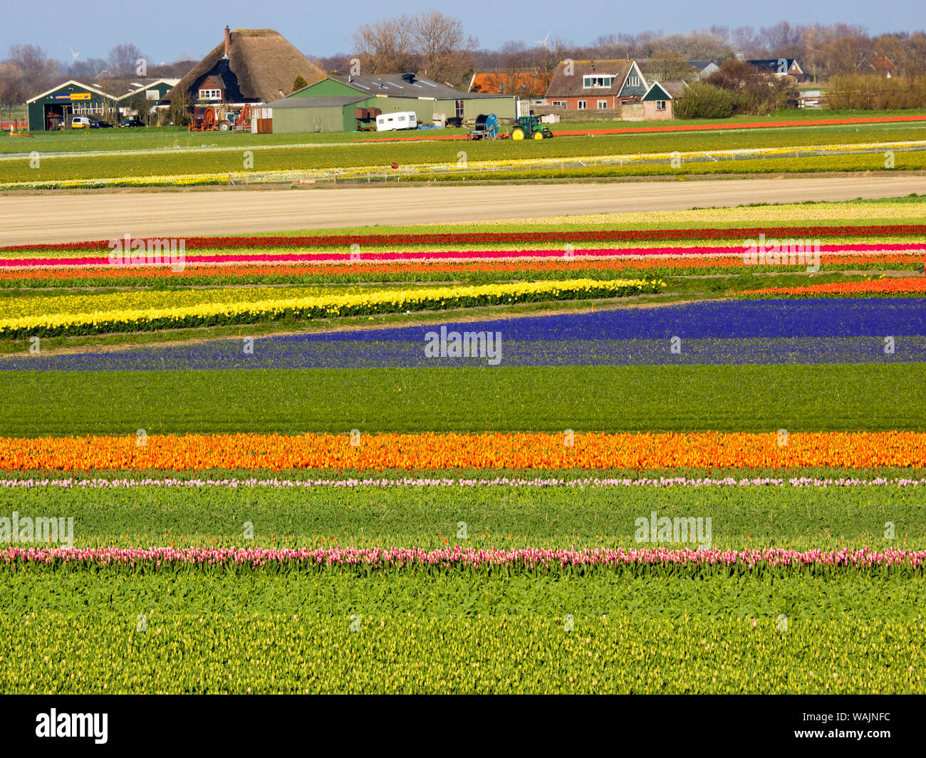 Holland flower fields hi-res stock photography and images - Alamy