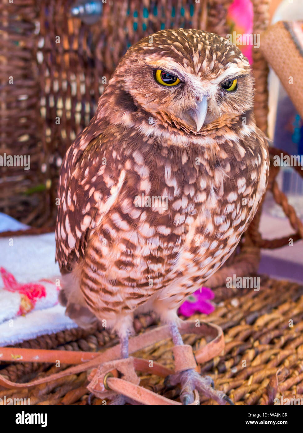 Burrowing Owl Festival