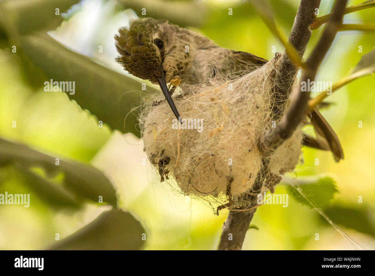USA, Arizona, Arizona-Sonora Desert Museum. Female hummingbird building ...