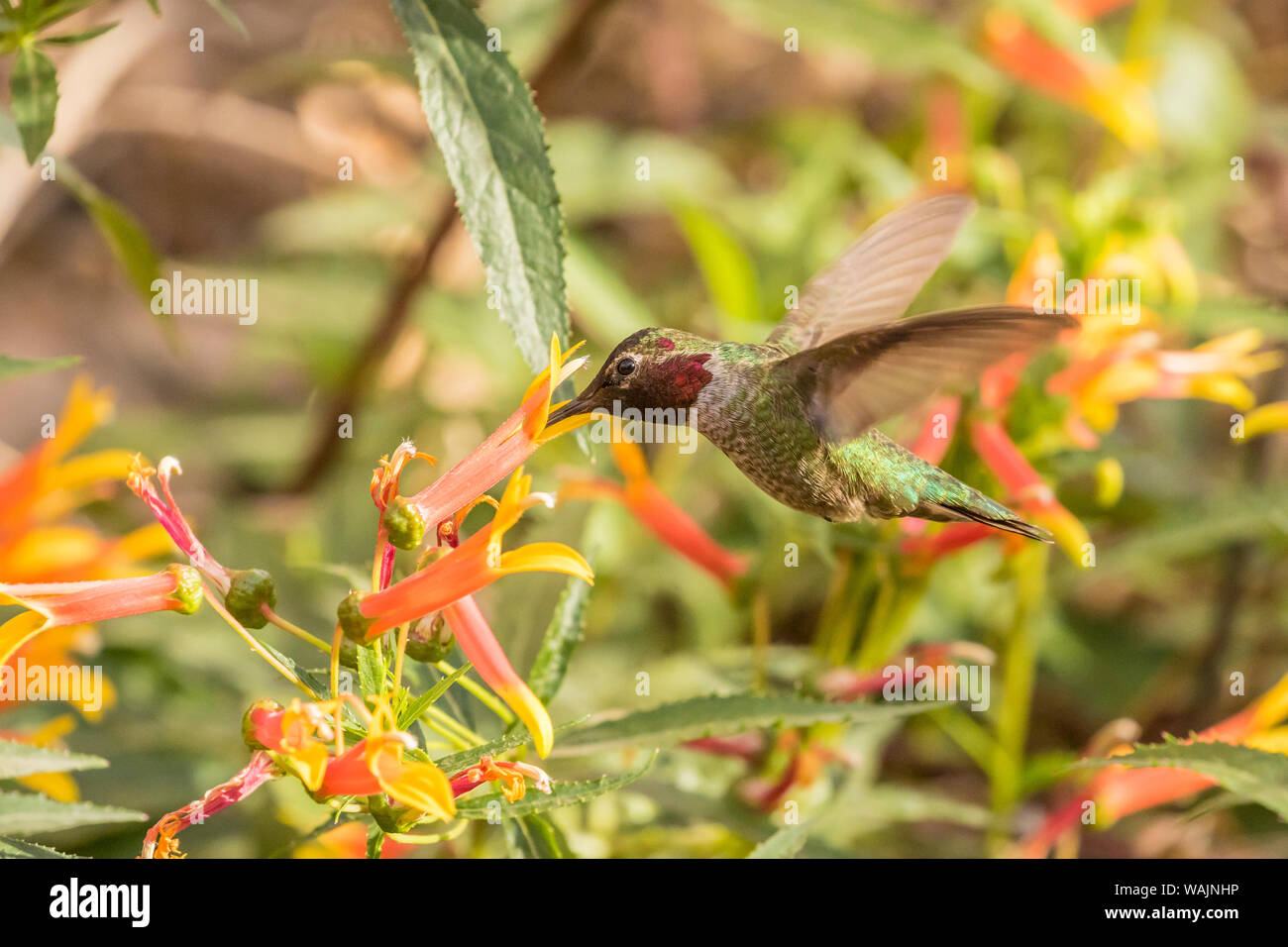 USA, Arizona, Arizona-Sonora Desert Museum. Male Anna's hummingbird ...