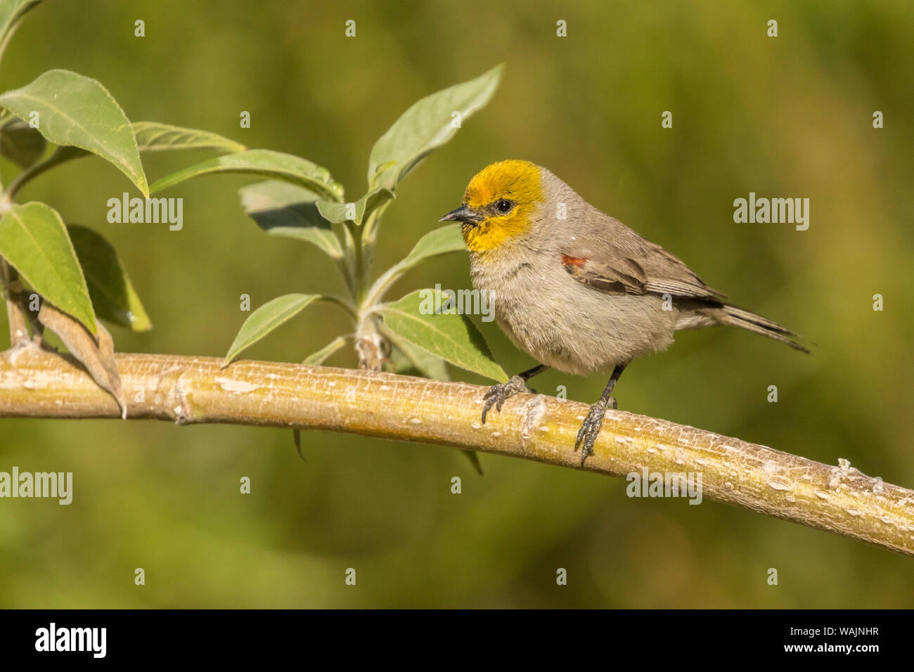 Pima county hi-res stock photography and images - Alamy