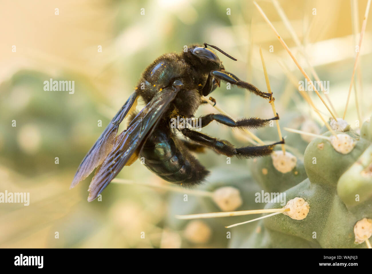 USA, Arizona, Sonoran Desert. Carpenter bee on cactus spine. Credit as ...