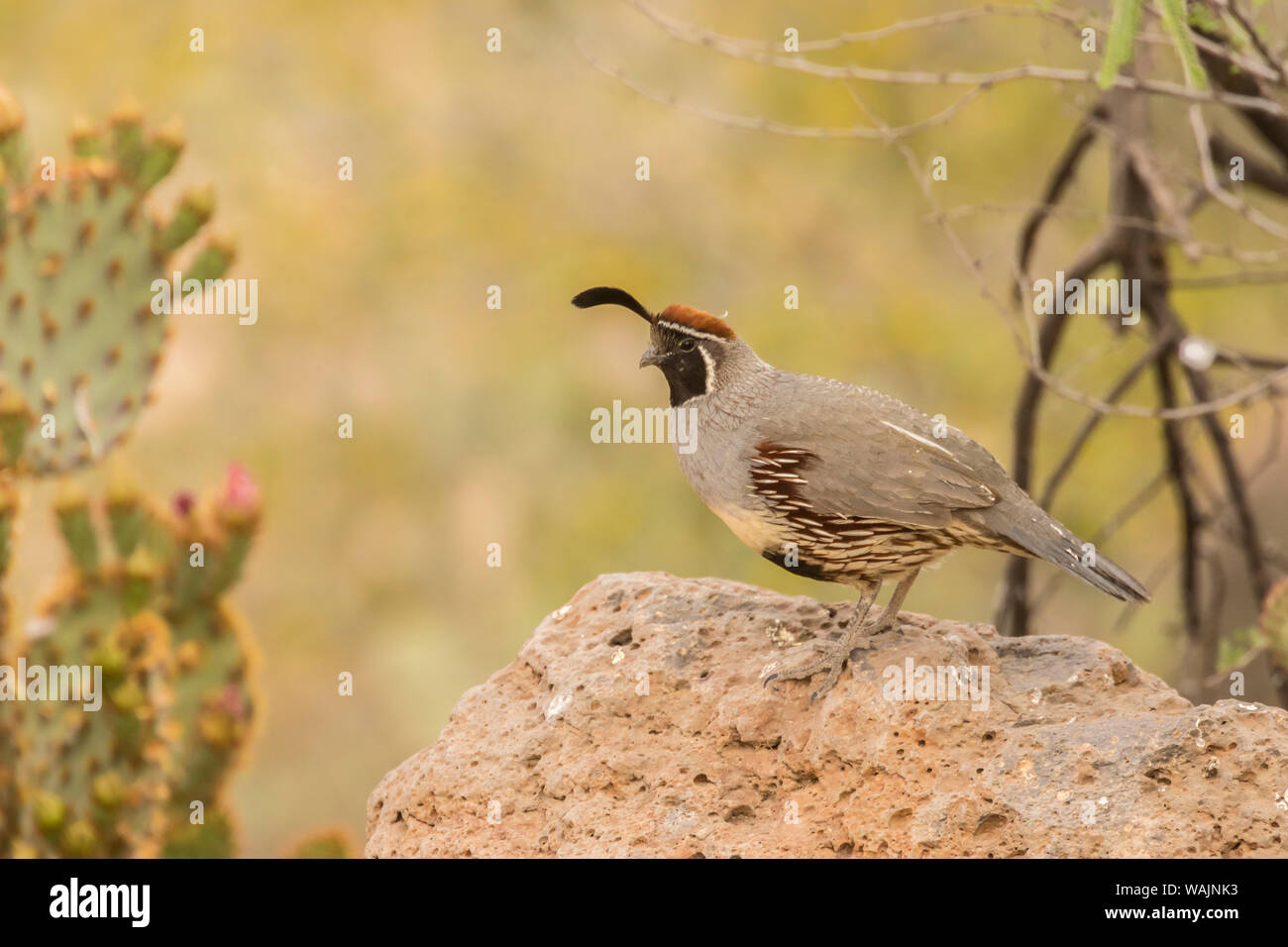 Gambels quail hi-res stock photography and images - Alamy