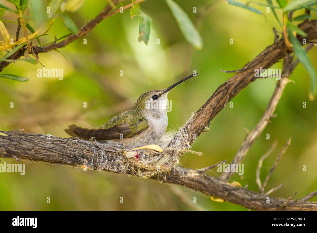 USA, Arizona, Arizona-Sonora Desert Museum. Hummingbird starting nest ...