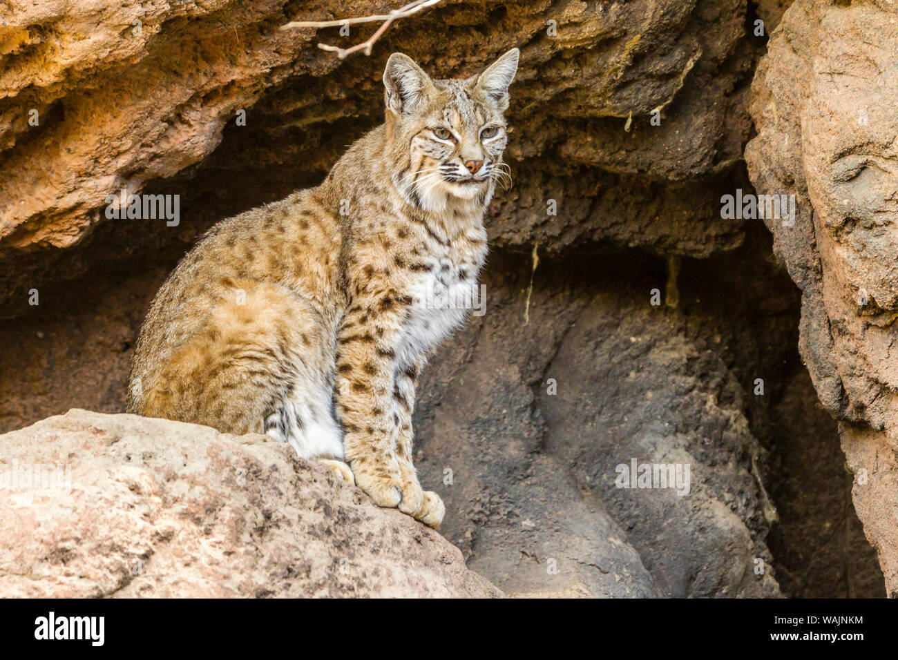 USA, Arizona, Arizona-Sonora Desert Museum. Captive bobcat on rock ...