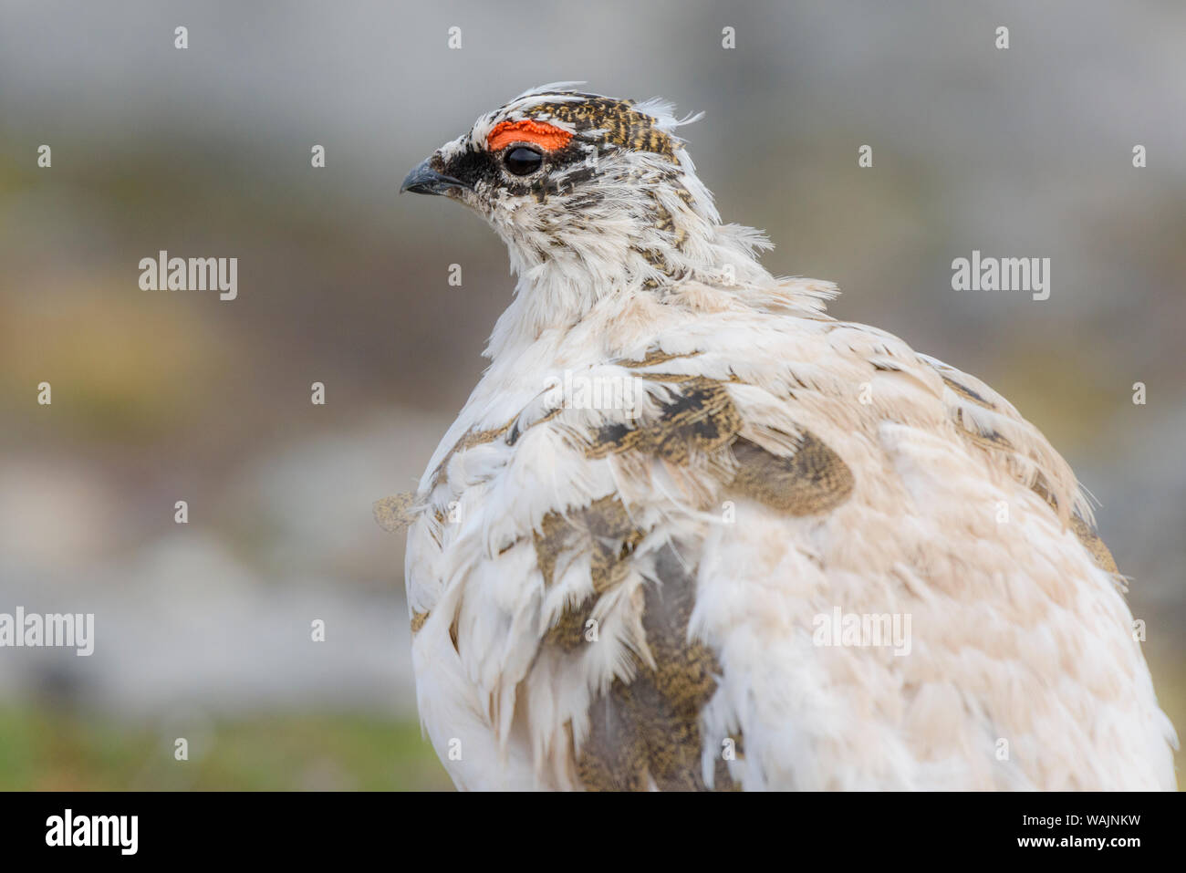 Norway, Svalbard, Camp Mansfield. Rock ptarmigan portrait Stock Photo ...
