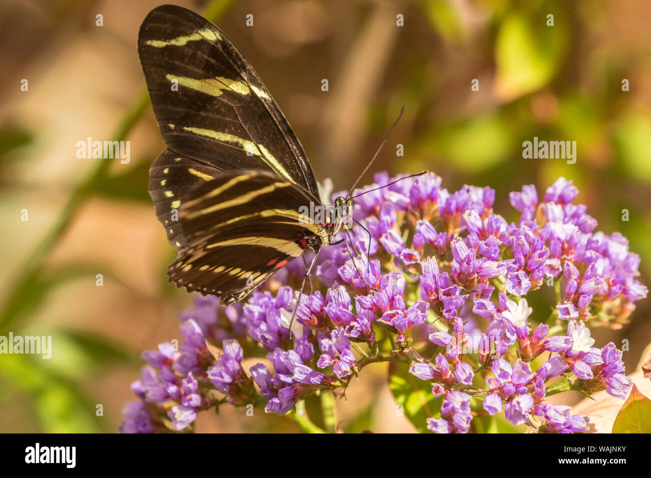 Zebra long wing hi-res stock photography and images - Alamy