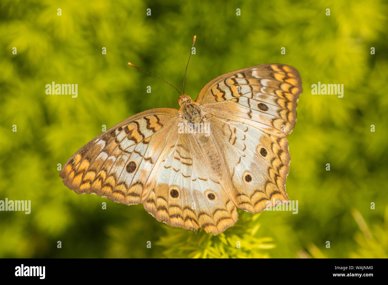 Desert butterfly hi-res stock photography and images - Alamy