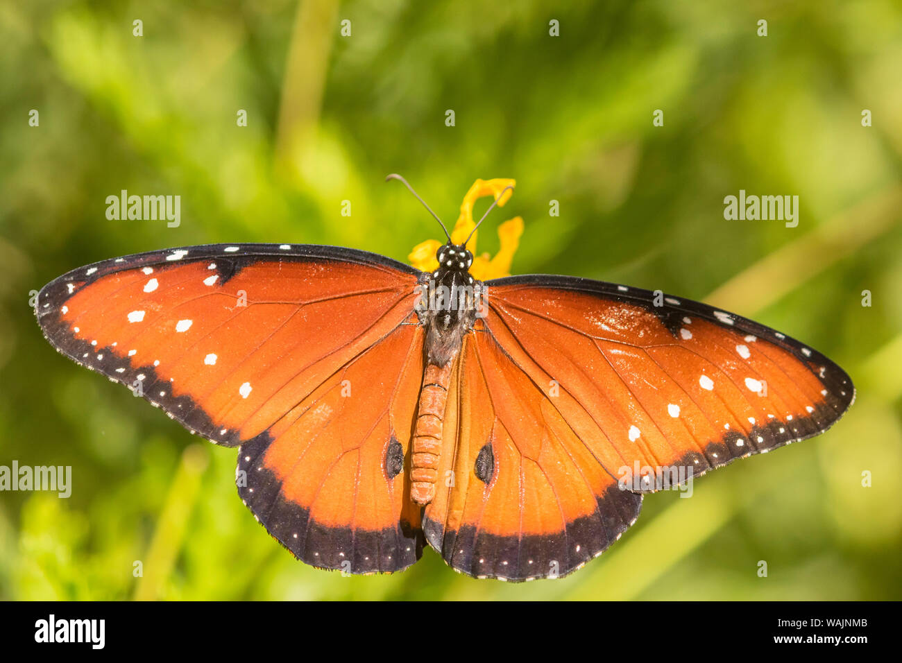 Arizona queen butterfly hi-res stock photography and images - Alamy
