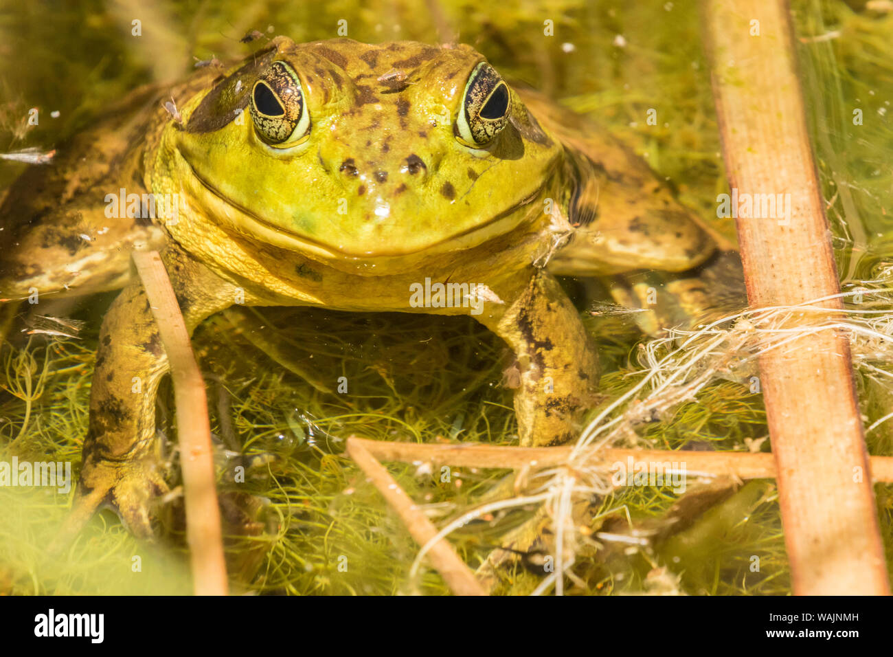 USA, Arizona, Desert Botanic Garden. Bullfrog in water. Credit as ...