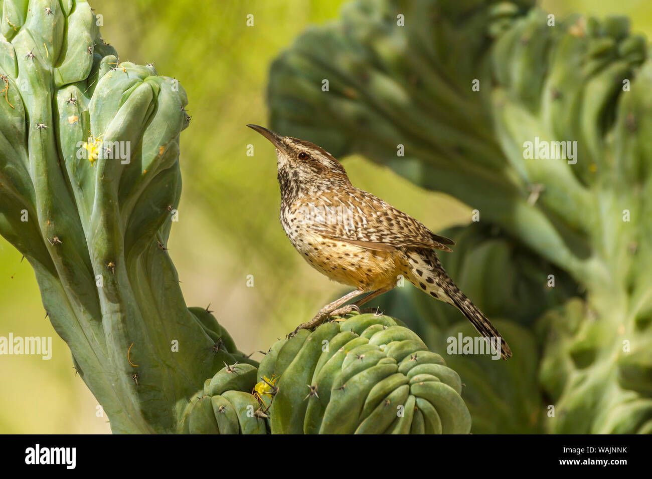 USA, Arizona, Desert Botanic Garden. Cactus wren perched on cactus ...