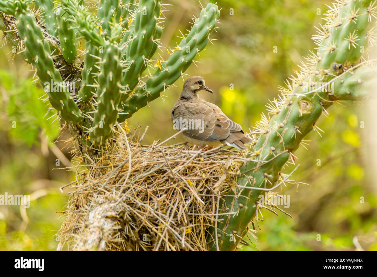 Mourning dove on nest hi-res stock photography and images - Alamy