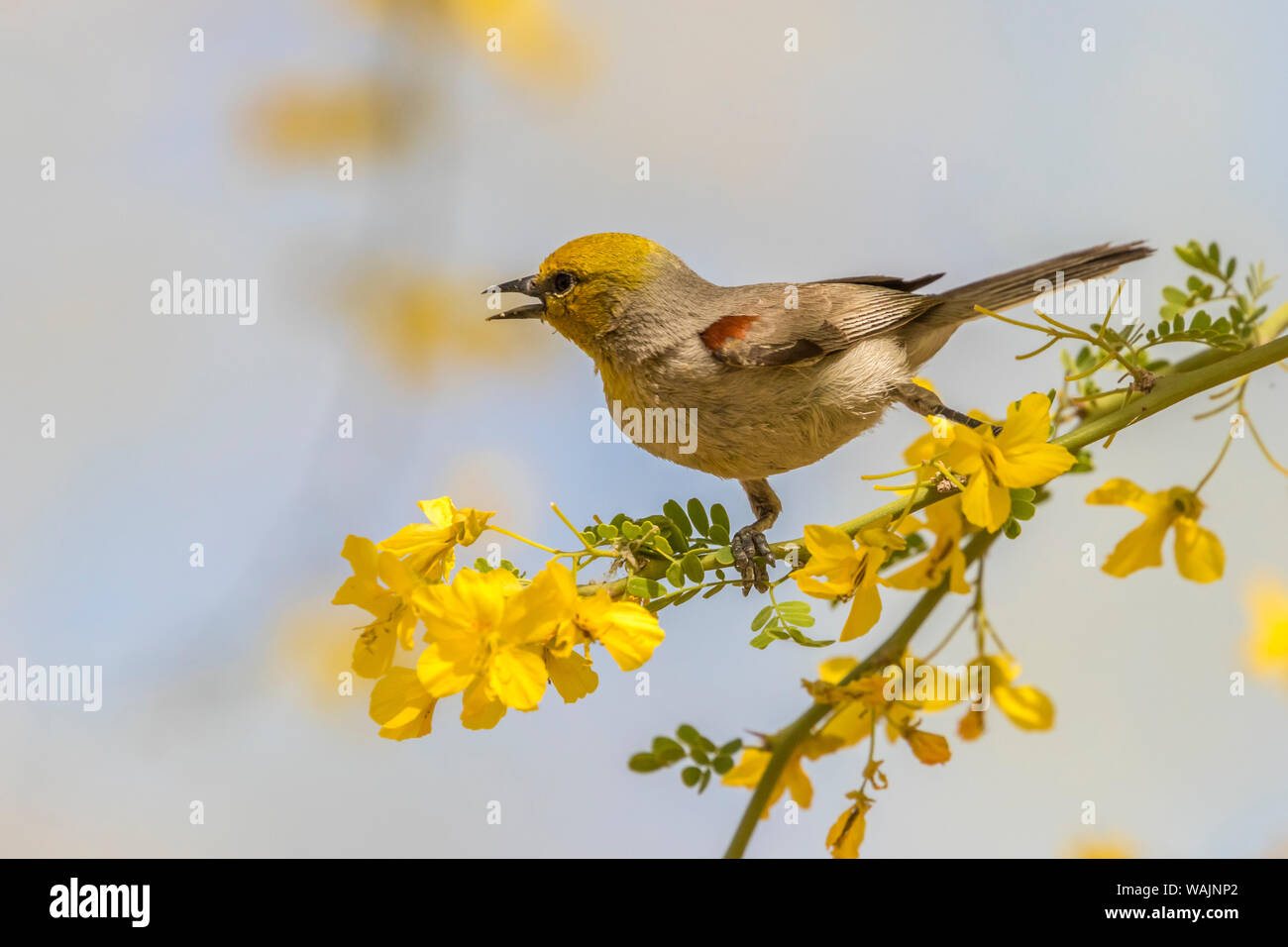 Pima county hi-res stock photography and images - Alamy