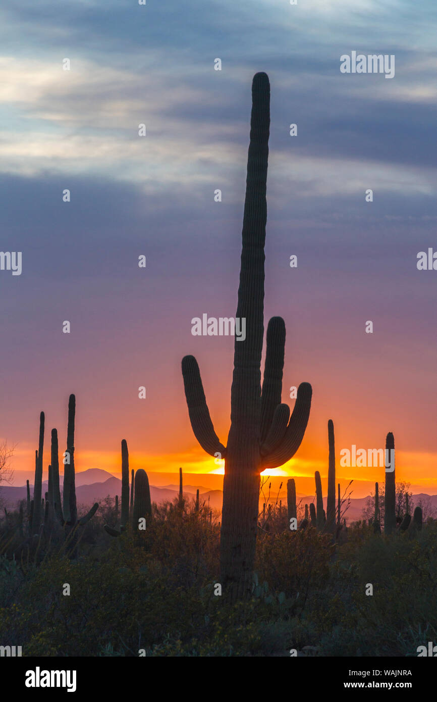USA, Arizona, Saguaro National Park. Saguaro cactus at sunset. Credit ...
