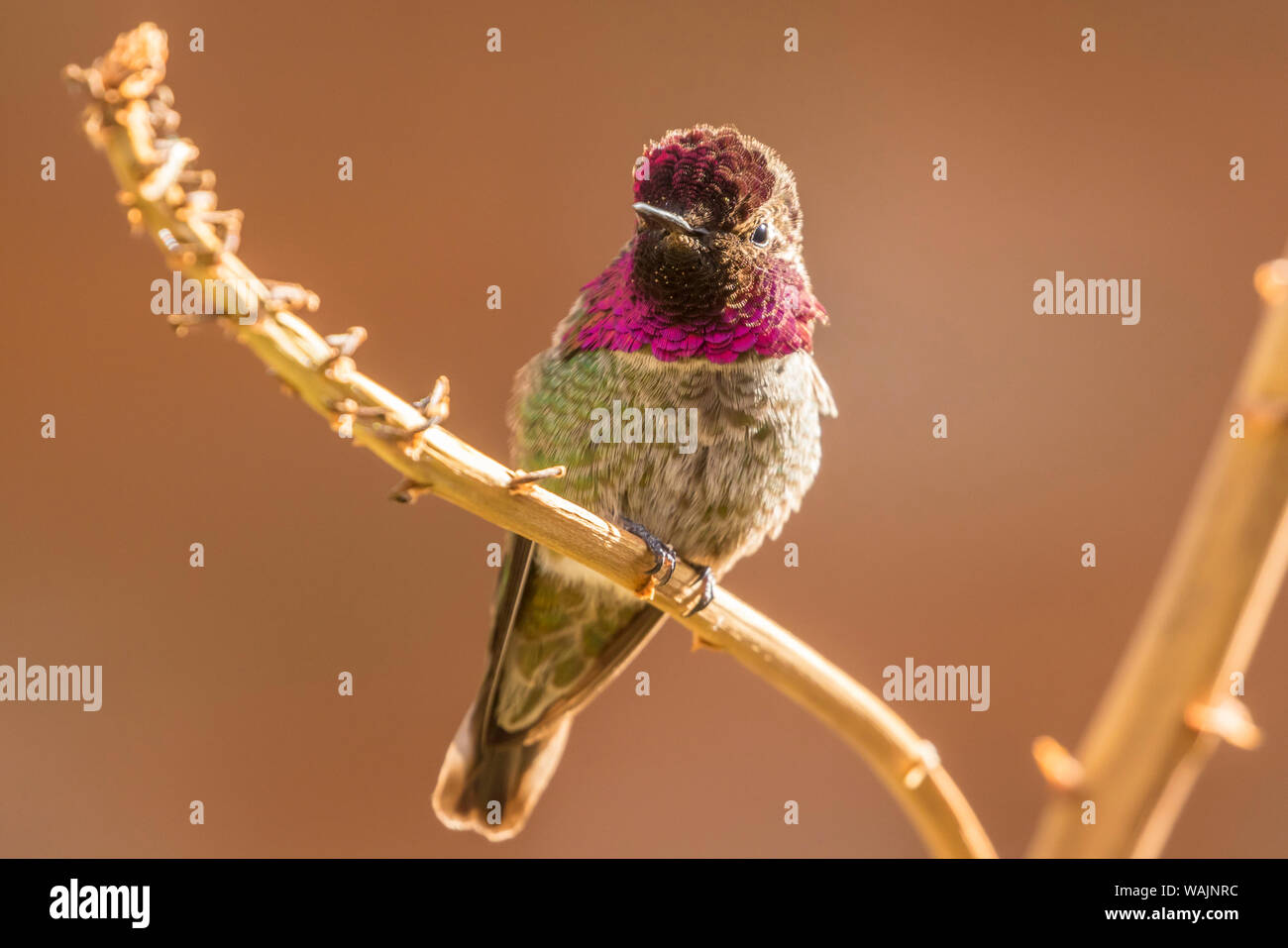 Male annas hummingbird hi-res stock photography and images - Alamy