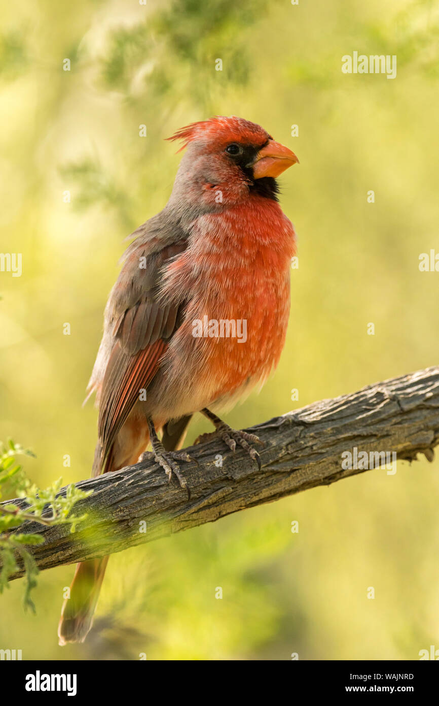 Jaynes gallery cardinal hi-res stock photography and images - Alamy