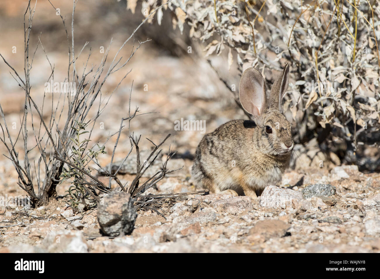 USA, Buckeye, Arizona. Desert cottontail in the Sonoran Desert Stock ...