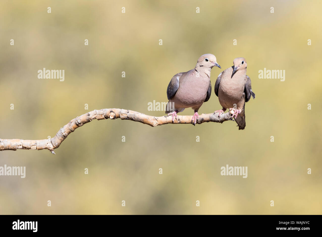 Buck branch hi-res stock photography and images - Alamy