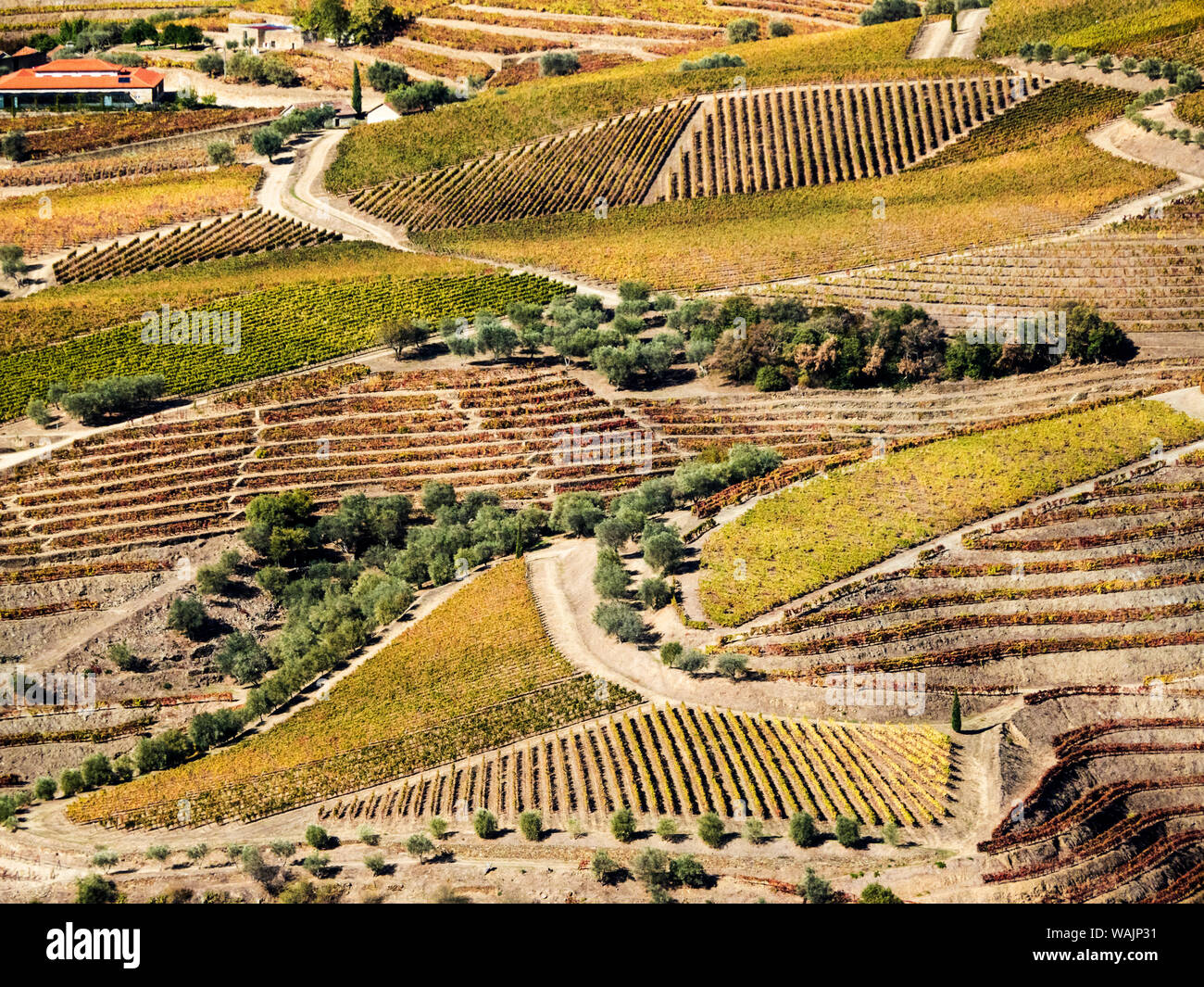 Portugal, Douro Valley. Vineyards in autumn, terraced on hillsides ...