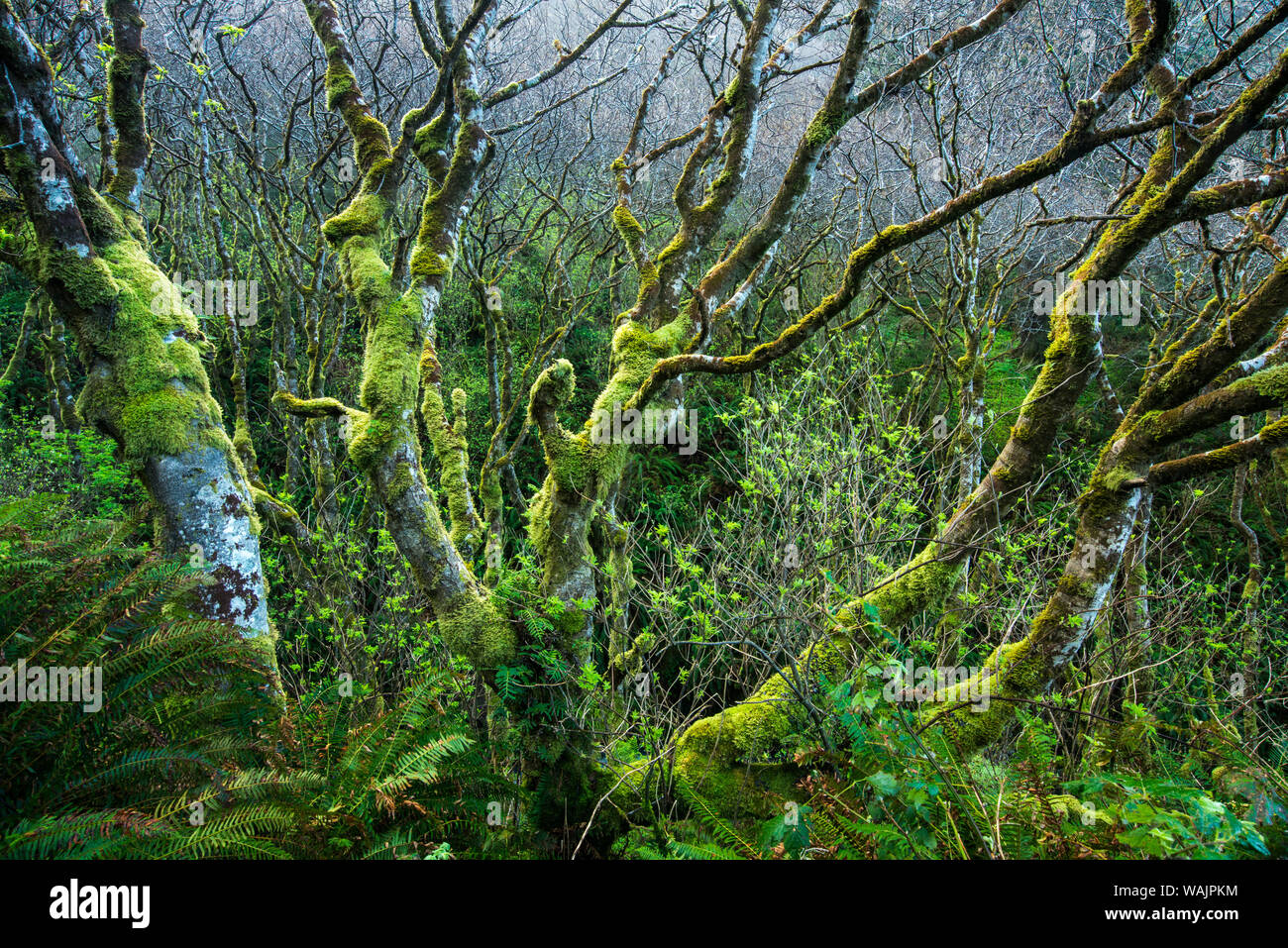Moss covered oak hi-res stock photography and images - Alamy