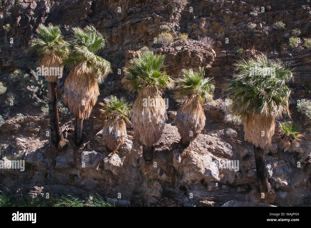 Native palm trees, Indian Canyons, California Stock Photo - Alamy