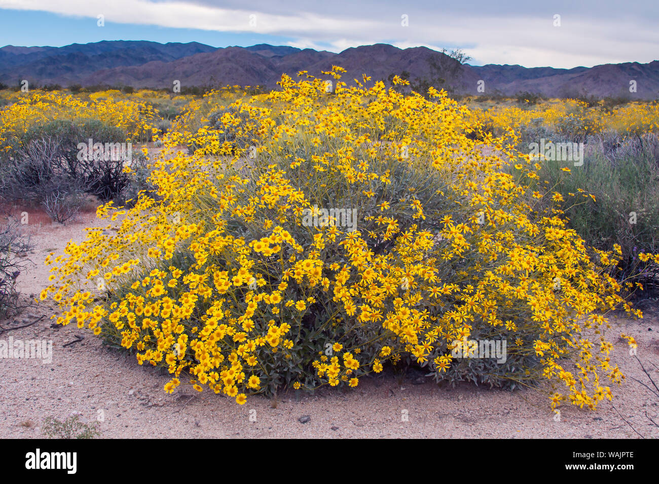 Wildflowers, Joshua Tree National Park, California Stock Photo - Alamy